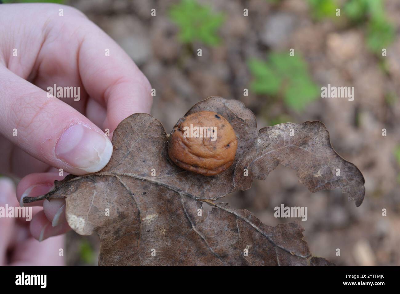Cherry Gall Wasp (Cynips quercusfolii Stock Photo - Alamy