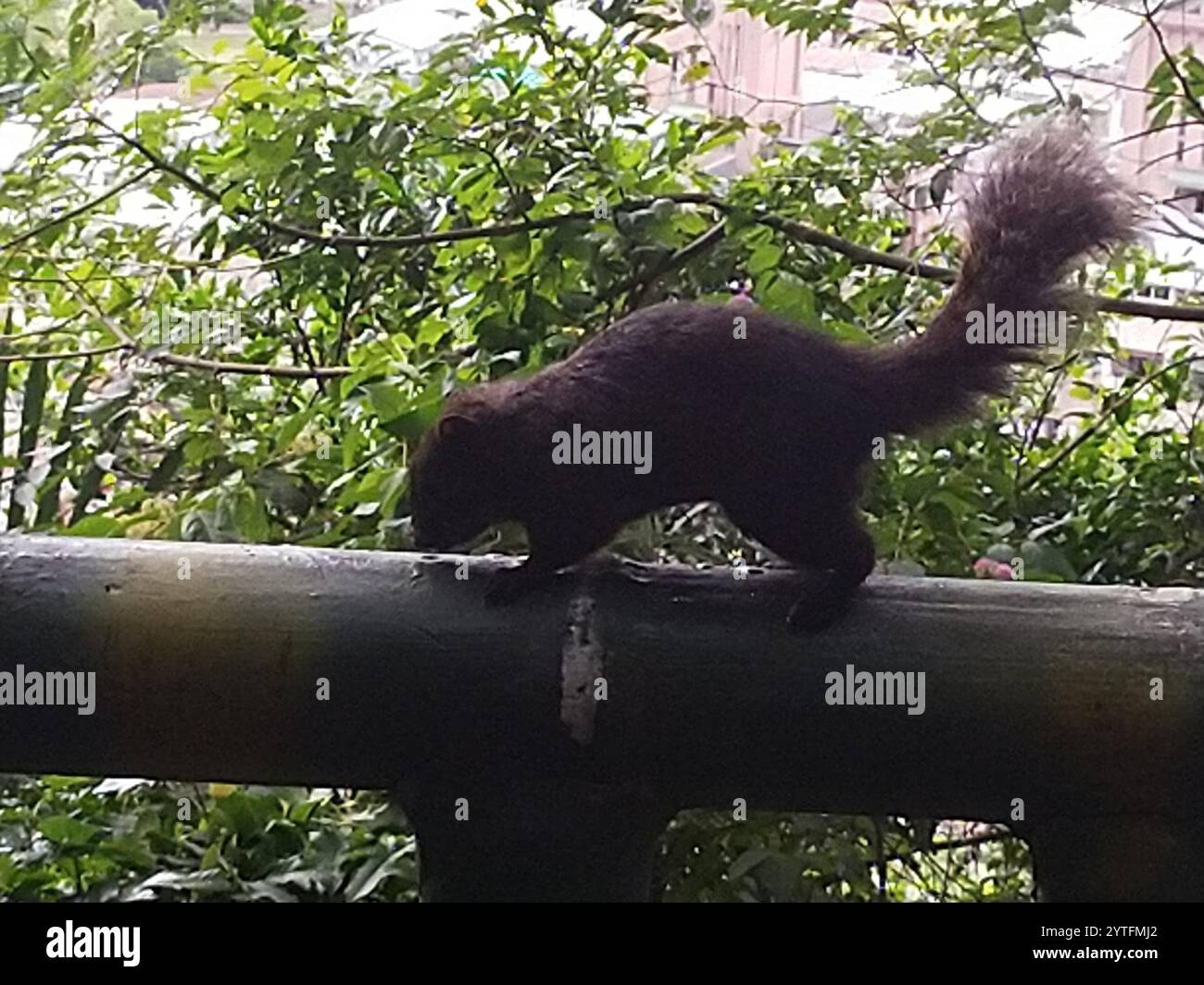 Taiwan Squirrel (Callosciurus erythraeus thaiwanensis Stock Photo - Alamy