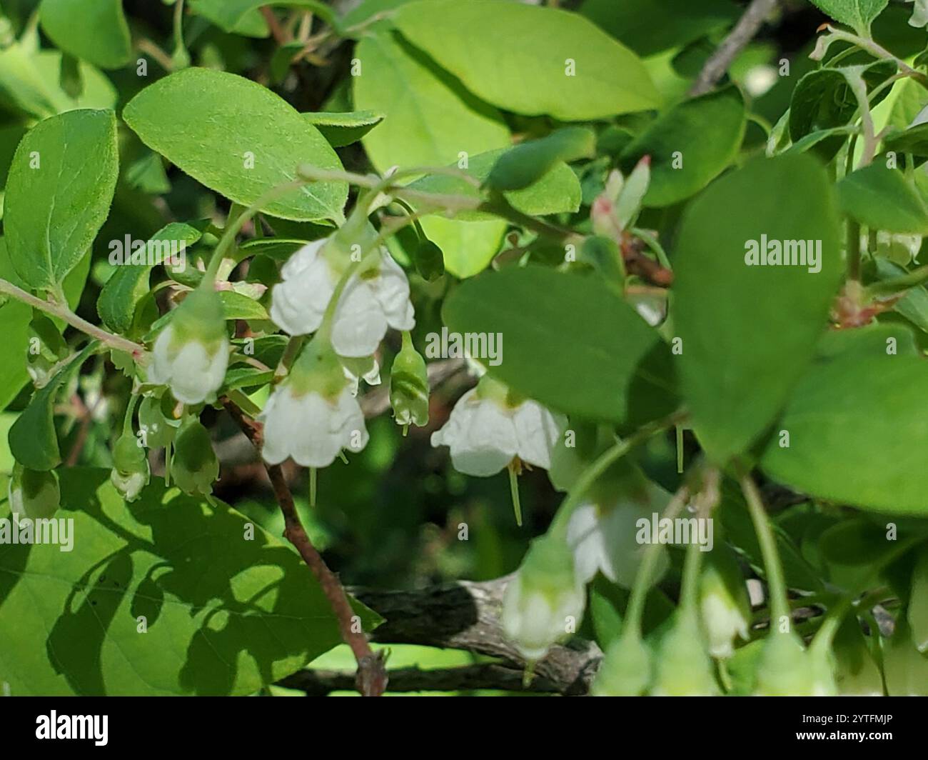 Deerberry hi-res stock photography and images - Alamy