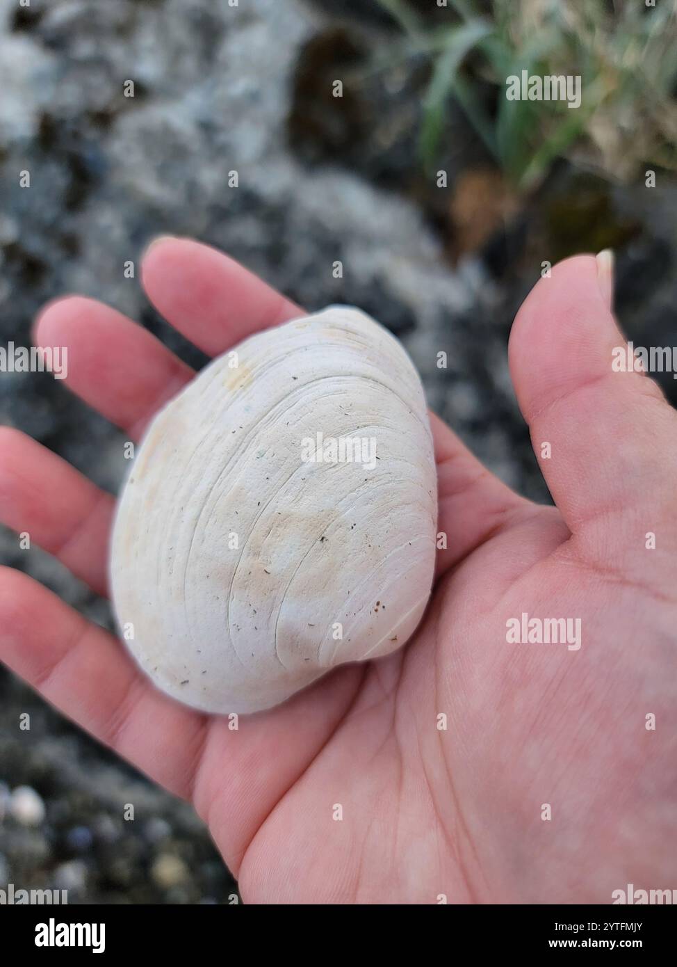 Butter Clam (Saxidomus gigantea Stock Photo - Alamy