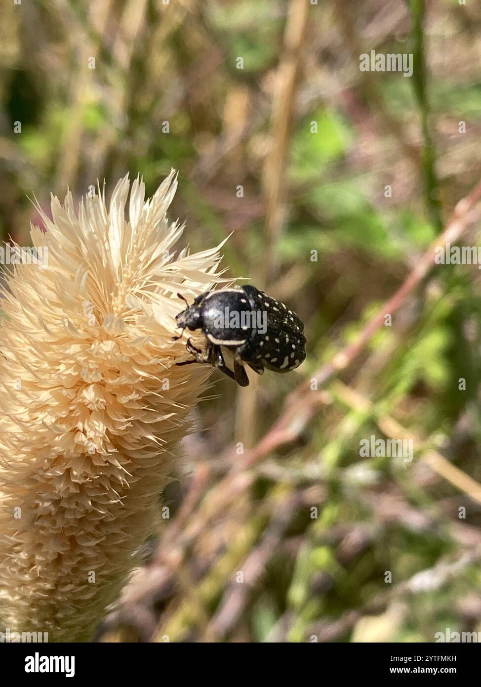 Middle eastern flower scarab hi-res stock photography and images - Alamy