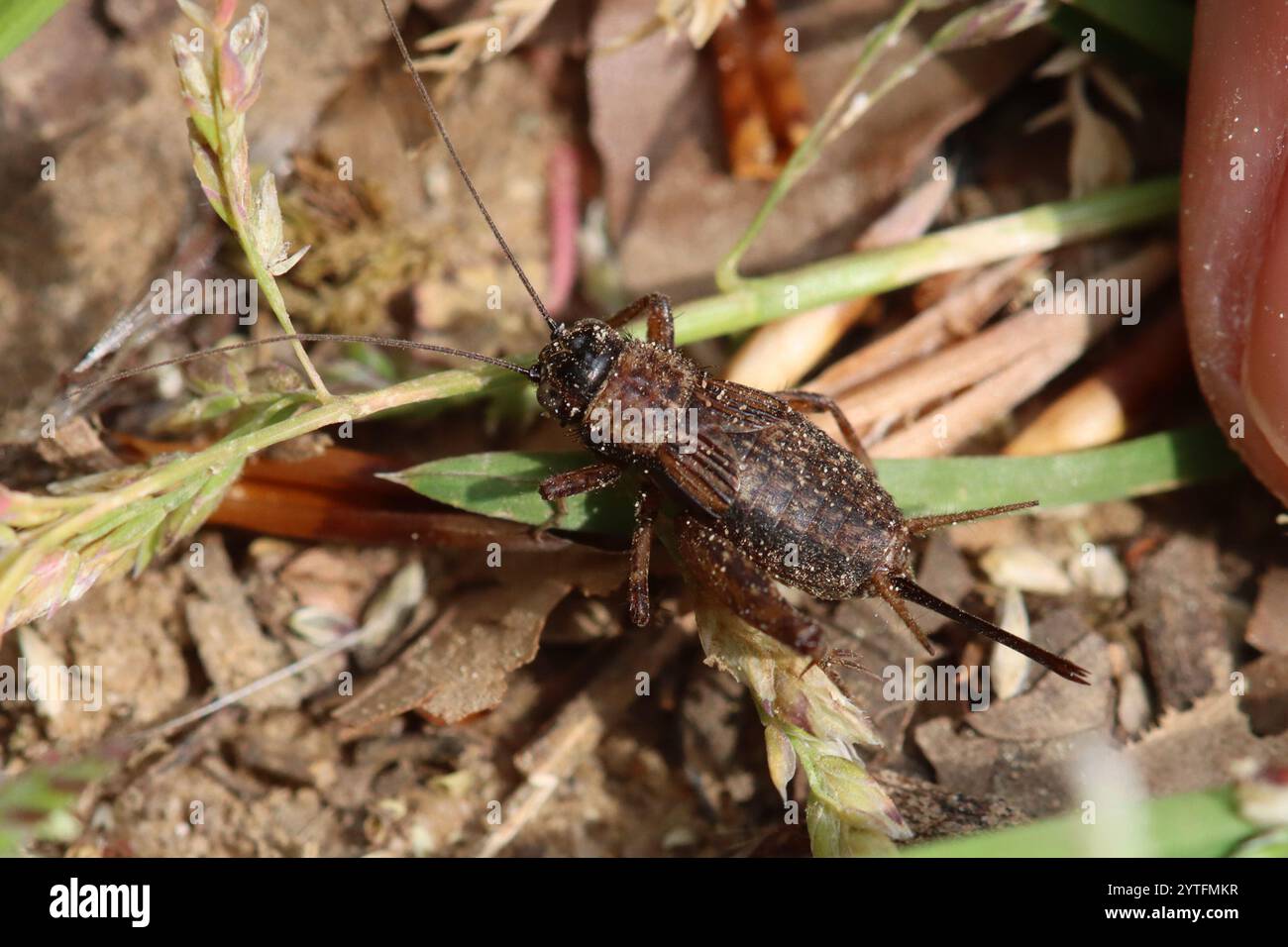 Wood Cricket (Nemobius sylvestris Stock Photo - Alamy