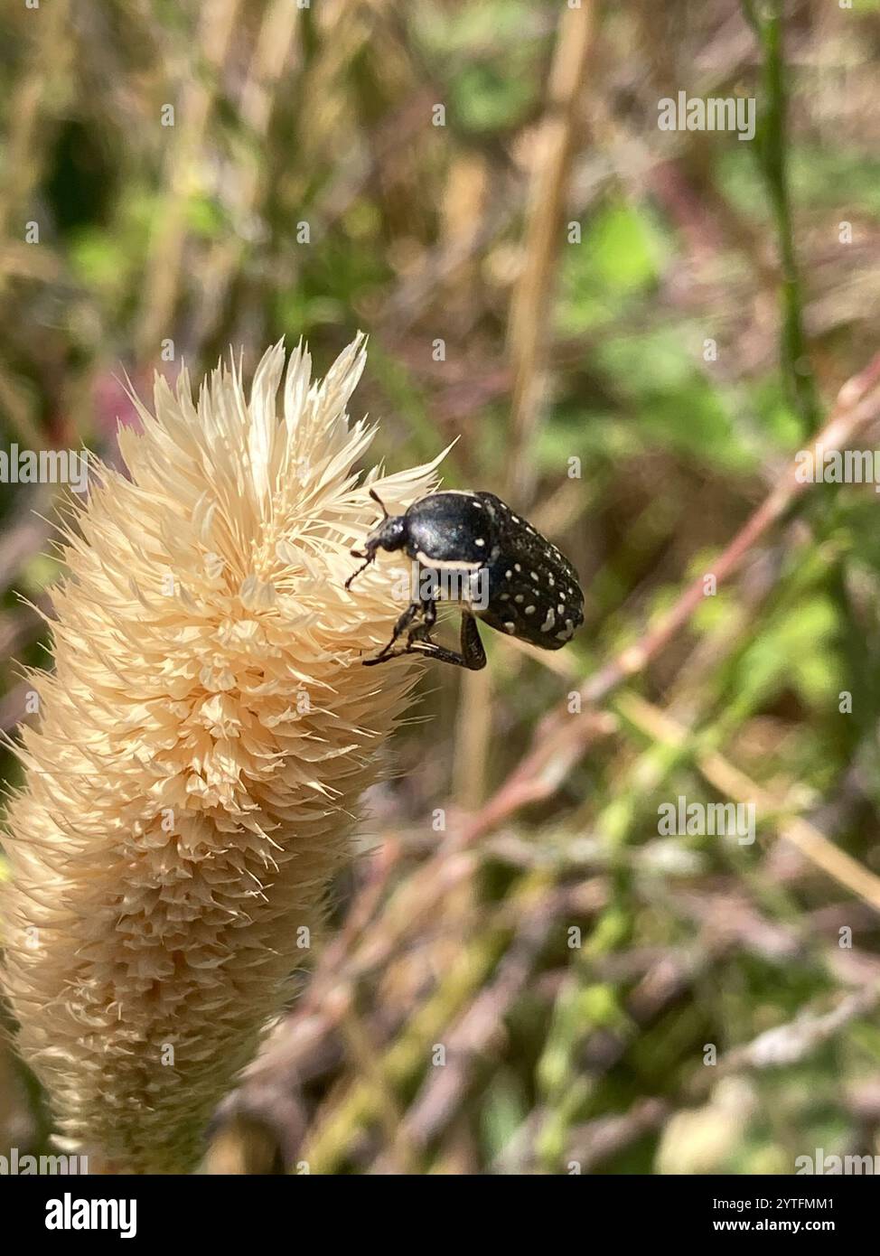Middle eastern flower scarab hi-res stock photography and images - Alamy