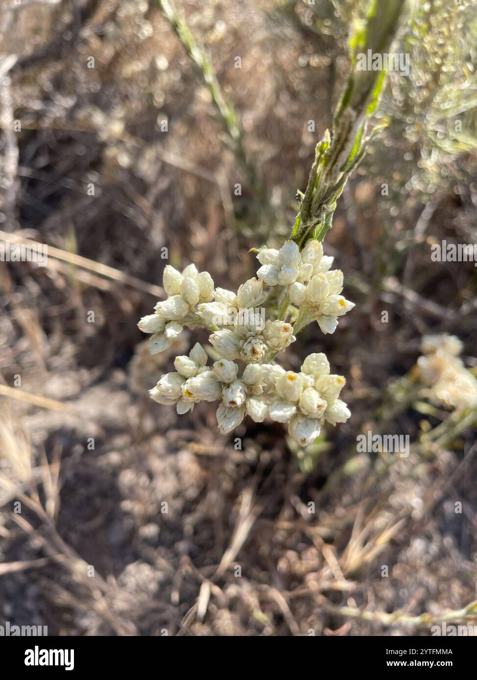 California cudweed (Pseudognaphalium californicum Stock Photo - Alamy