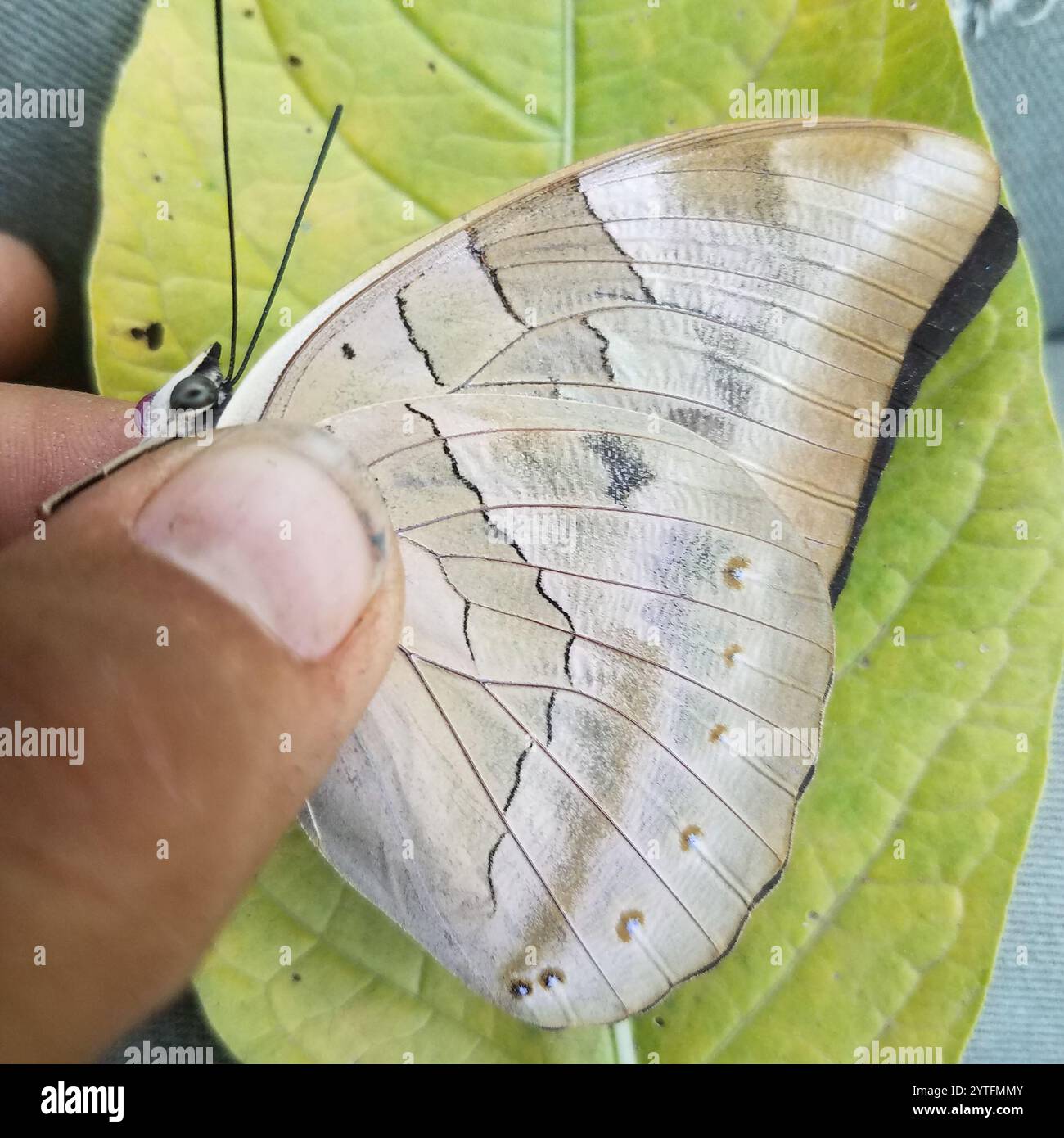 One-spotted Prepona (Archaeoprepona demophon Stock Photo - Alamy