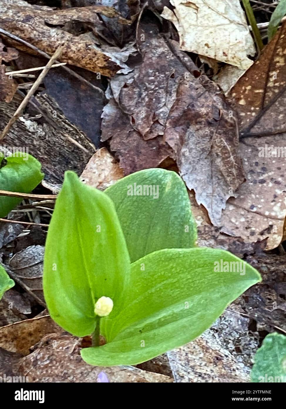 Canada mayflower (Maianthemum canadense Stock Photo - Alamy
