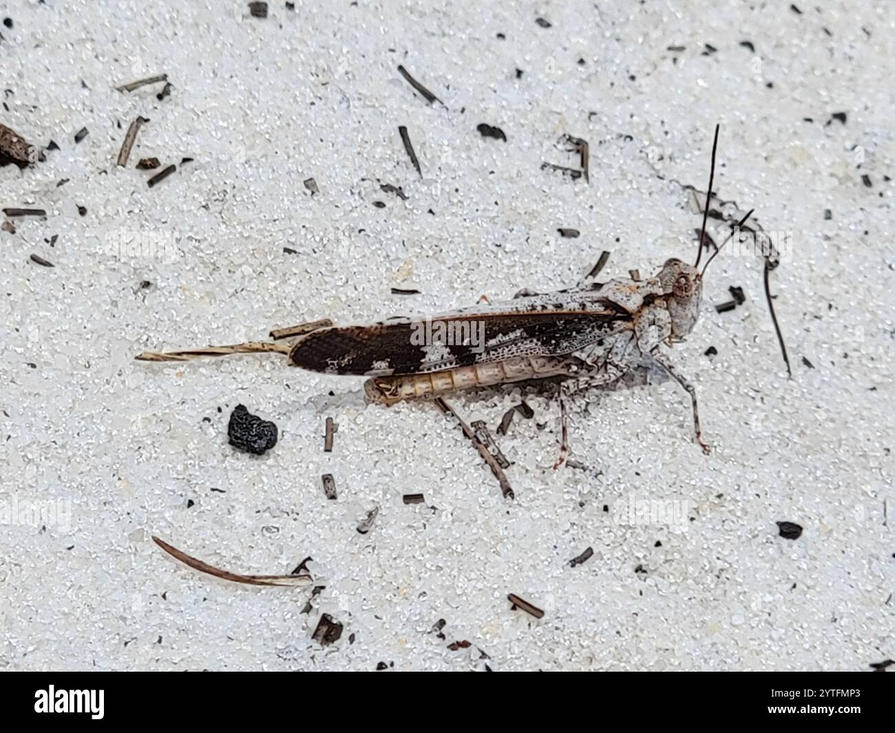 Southern Marbled Grasshopper (Spharagemon marmoratum pictum Stock Photo ...