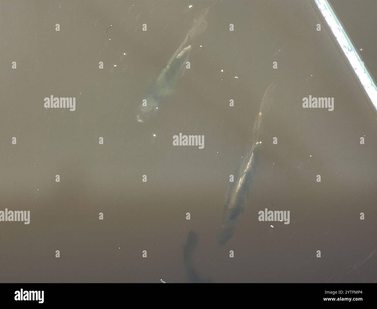 Ray-finned Fishes (Actinopterygii Stock Photo - Alamy