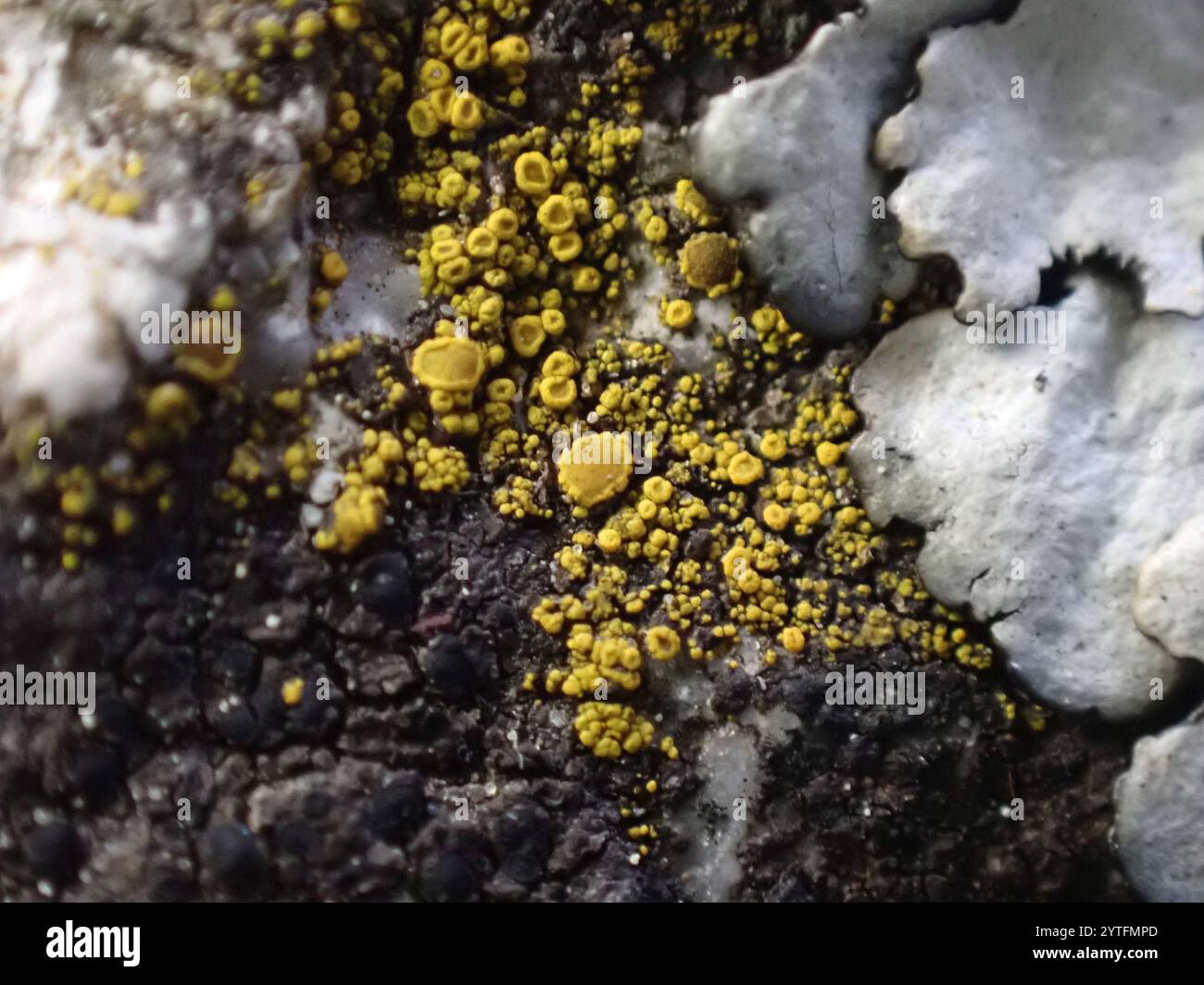 common lichens (Lecanoromycetes Stock Photo - Alamy