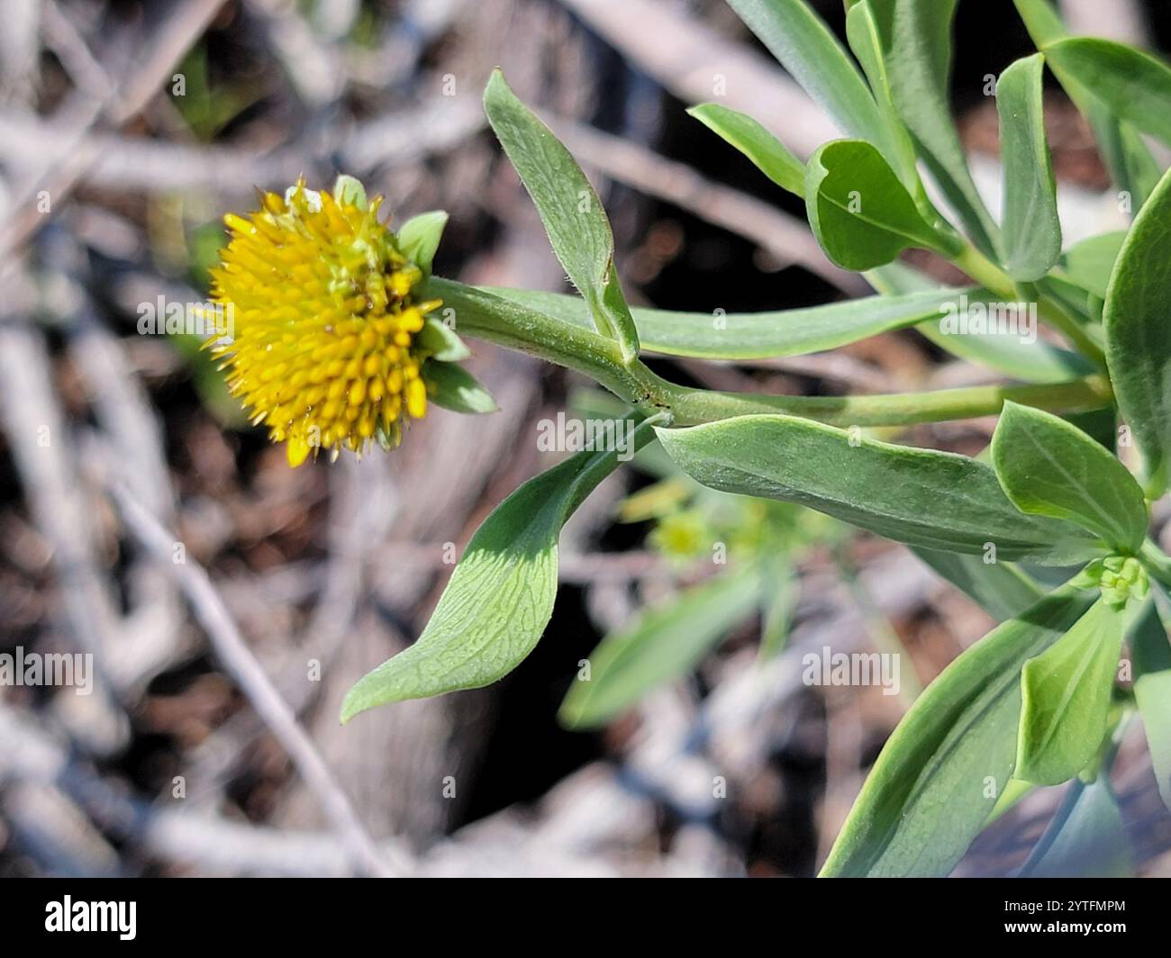 sea ox-eye (Borrichia frutescens Stock Photo - Alamy
