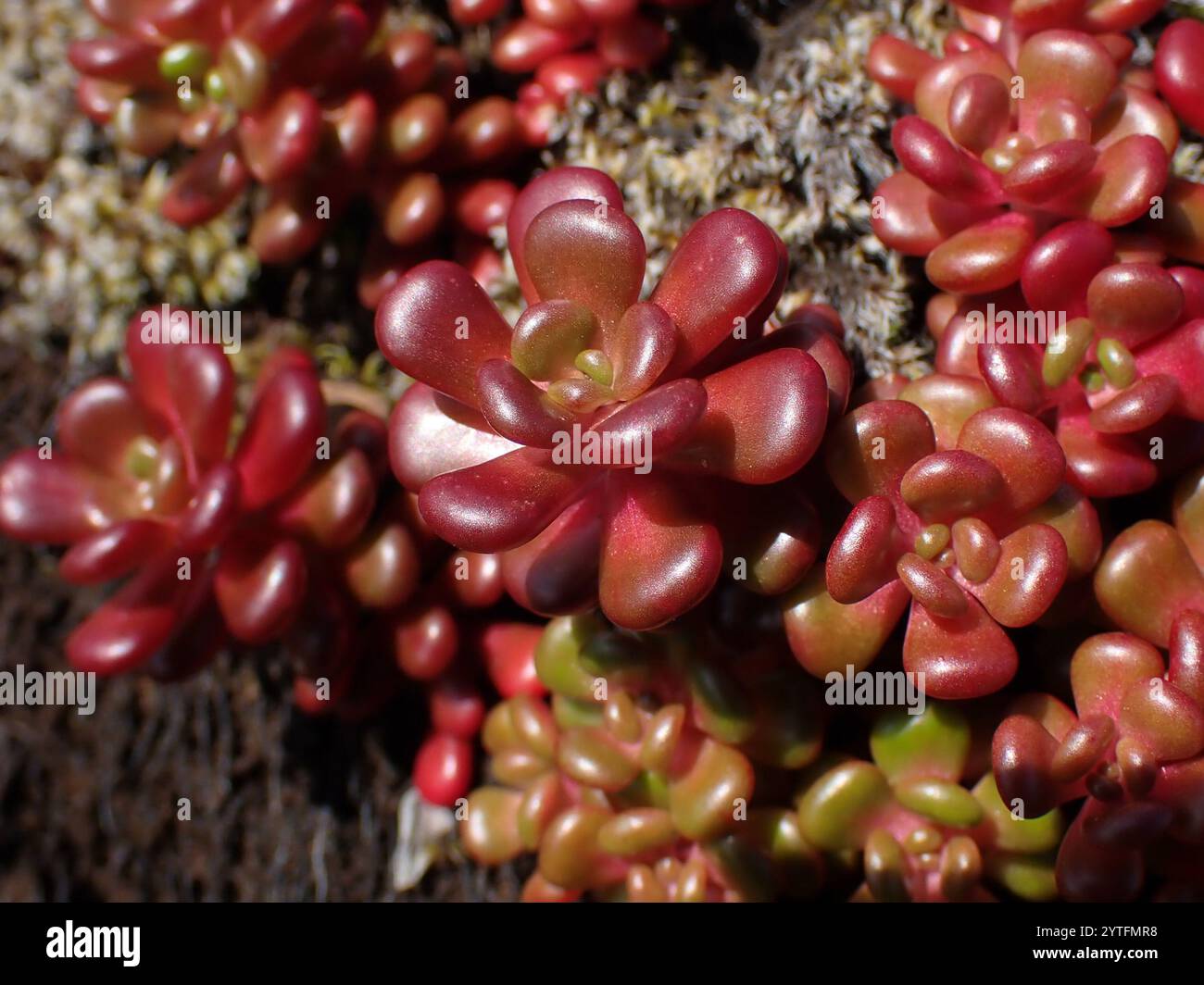 Oregon Stonecrop (Sedum oreganum Stock Photo - Alamy