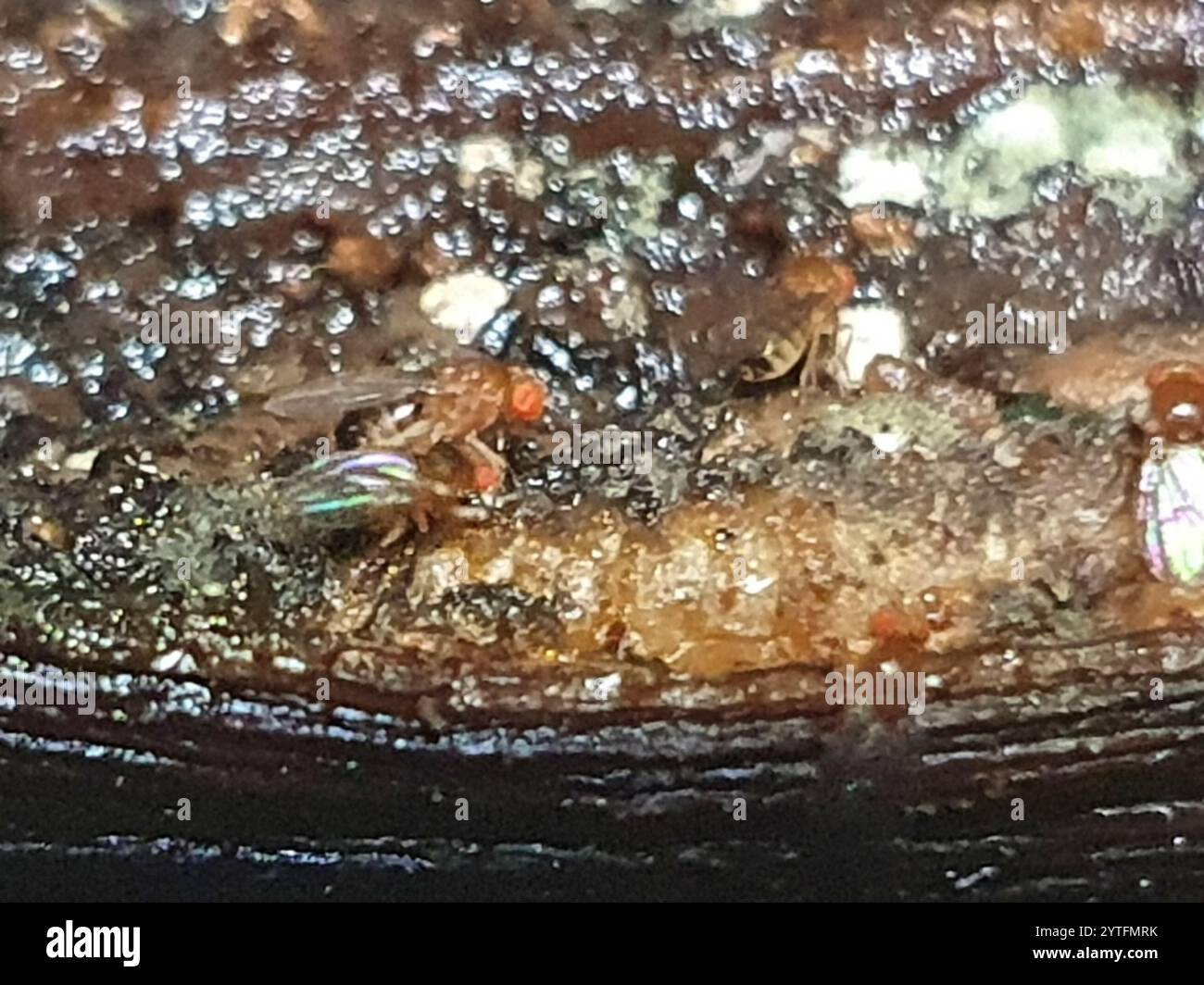 Fruit Flies (Tephritidae Stock Photo - Alamy