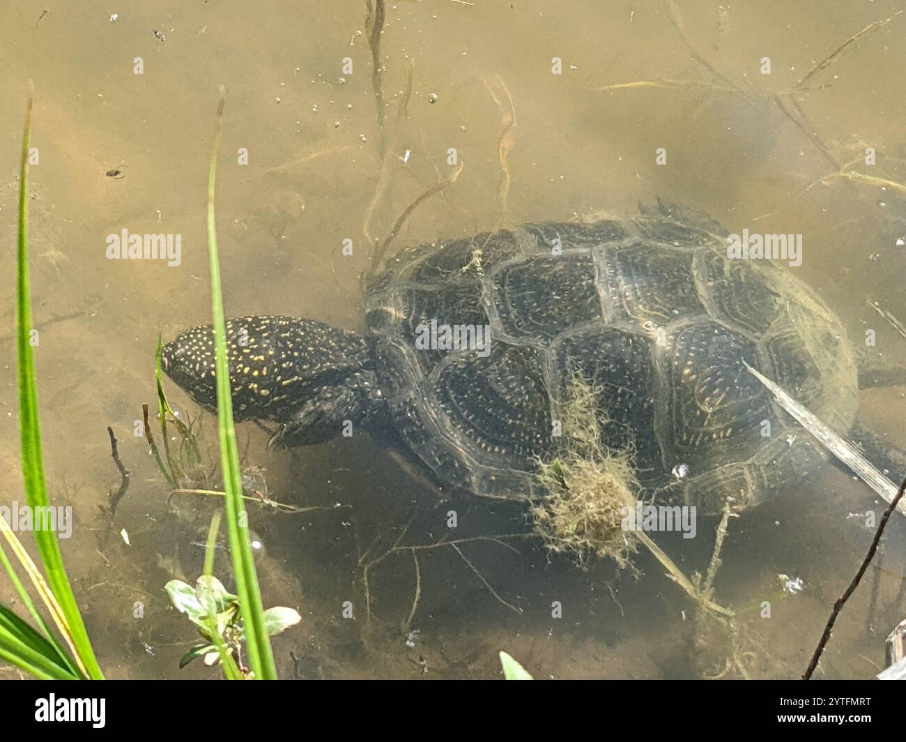 European Pond Turtle (Emys orbicularis Stock Photo - Alamy