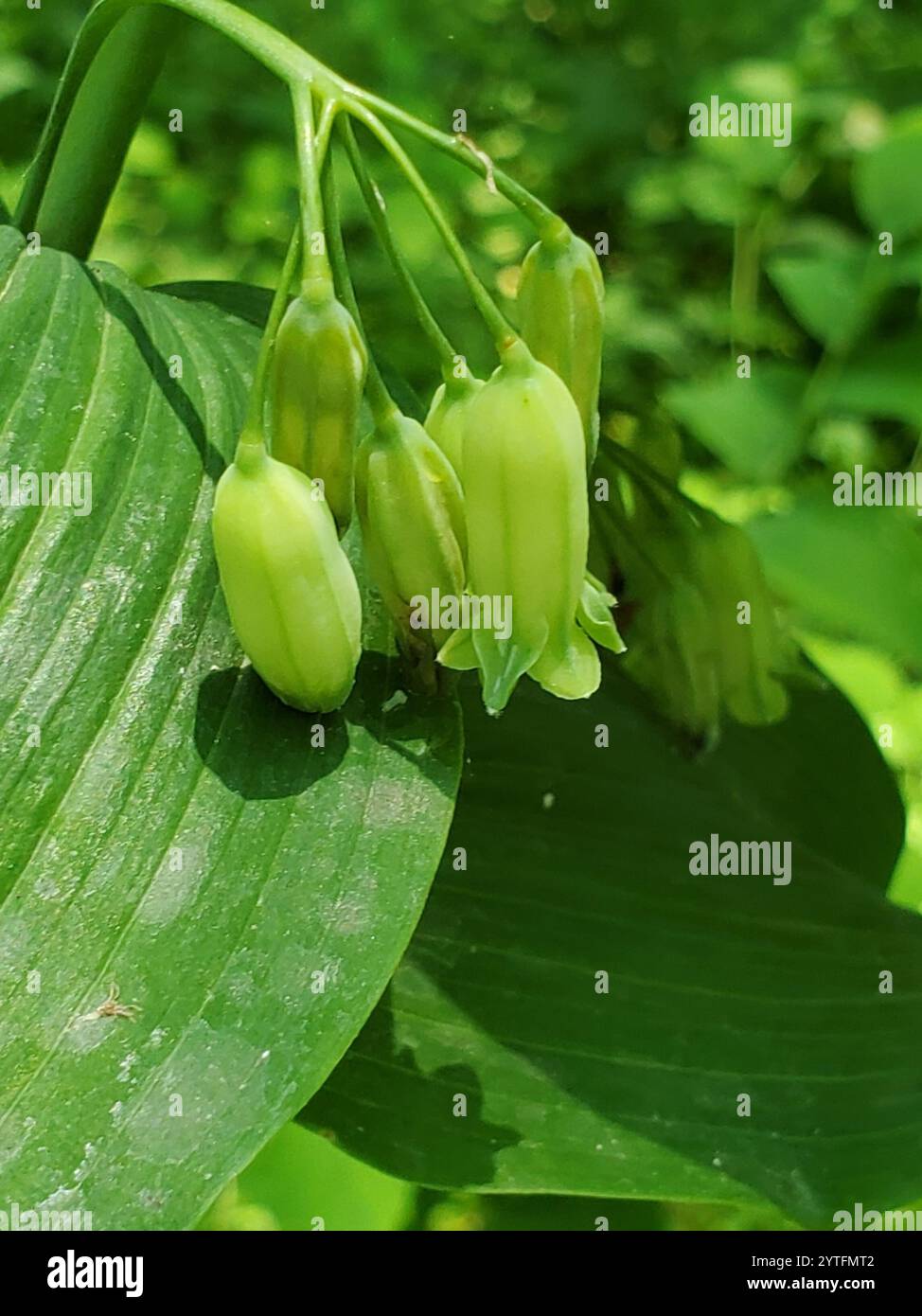 giant Solomon's seal (Polygonatum biflorum commutatum Stock Photo - Alamy