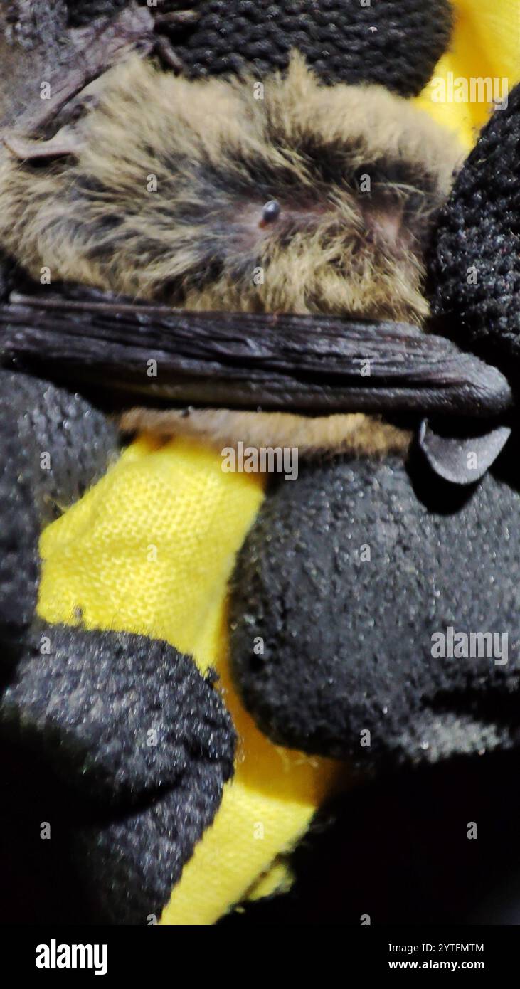 Argas hi-res stock photography and images - Alamy