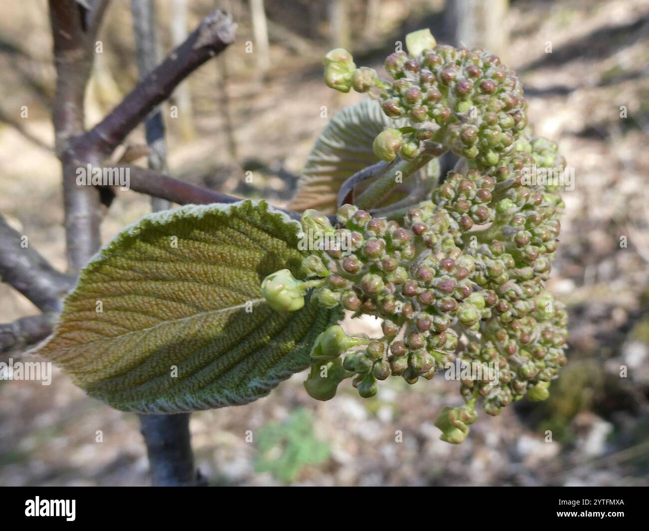 hobblebush (Viburnum lantanoides Stock Photo - Alamy