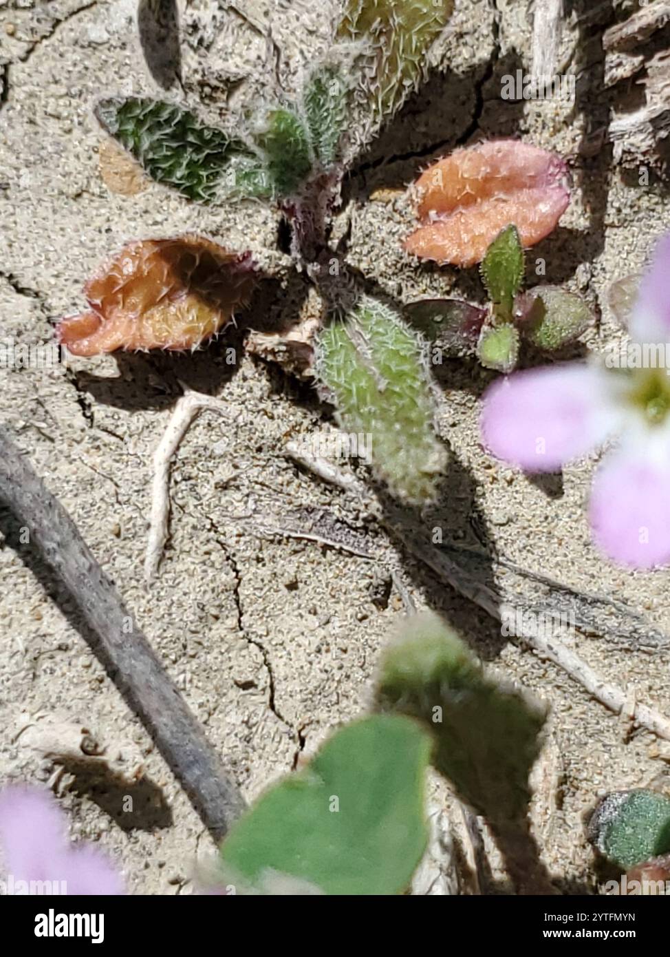 African mustard (Strigosella africana Stock Photo - Alamy