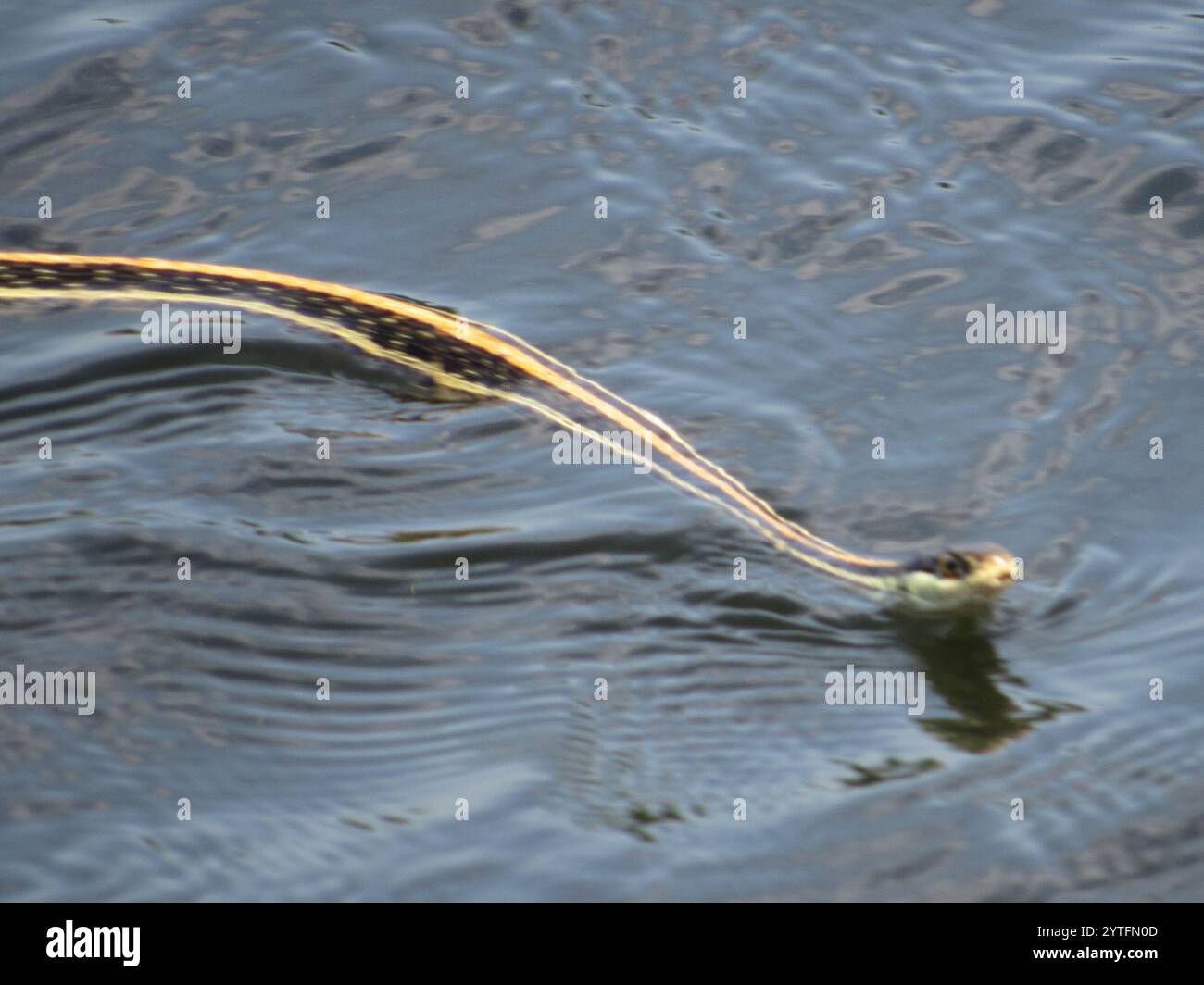 Western Ribbon Snake (Thamnophis proximus Stock Photo - Alamy
