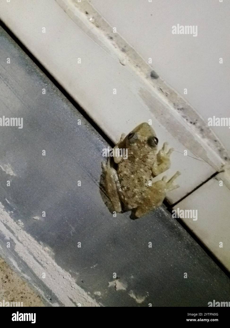 Argentine Snouted Tree Frog (Scinax granulatus Stock Photo - Alamy