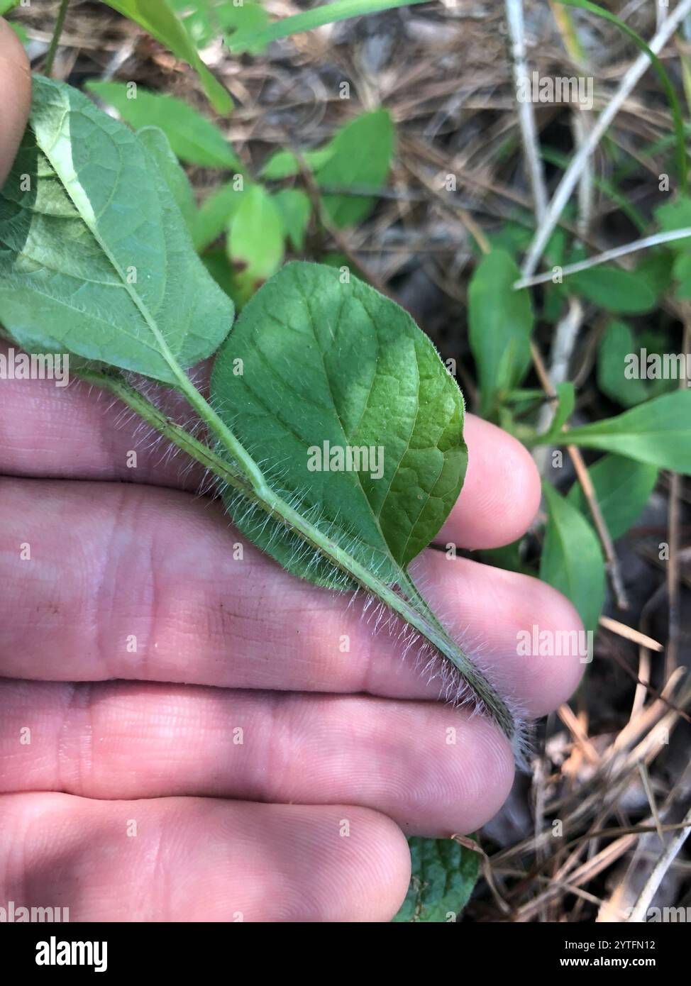 Physalis heterophylla hi-res stock photography and images - Alamy