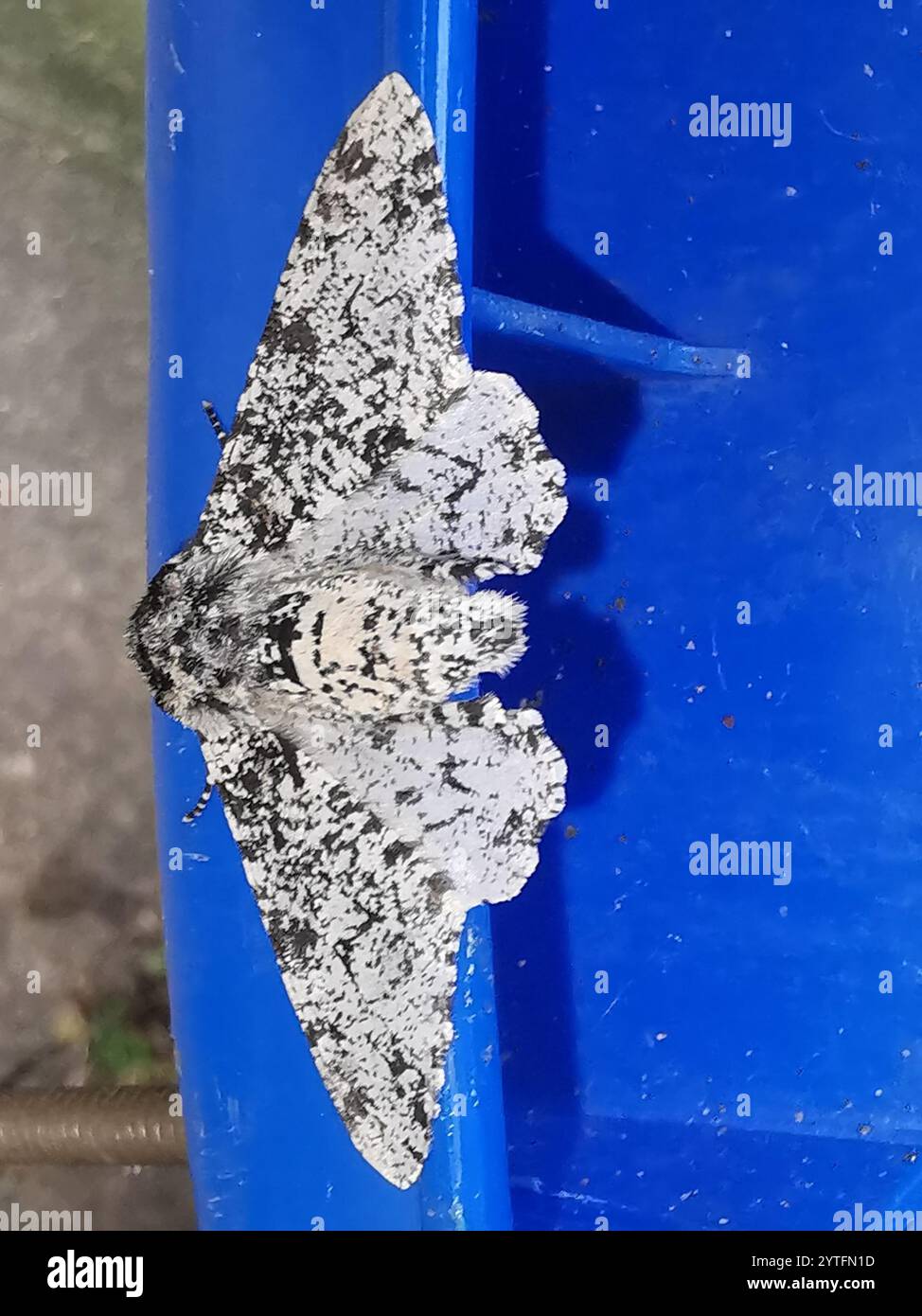 Peppered Moth (Biston betularia Stock Photo - Alamy
