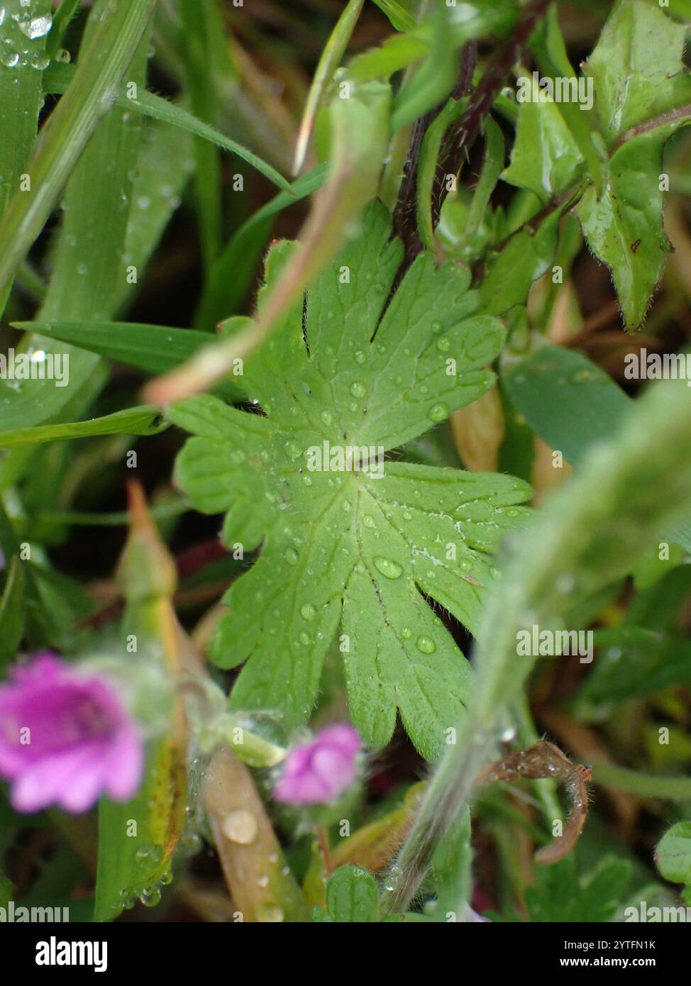 Dove's-foot crane's-bill (Geranium molle Stock Photo - Alamy