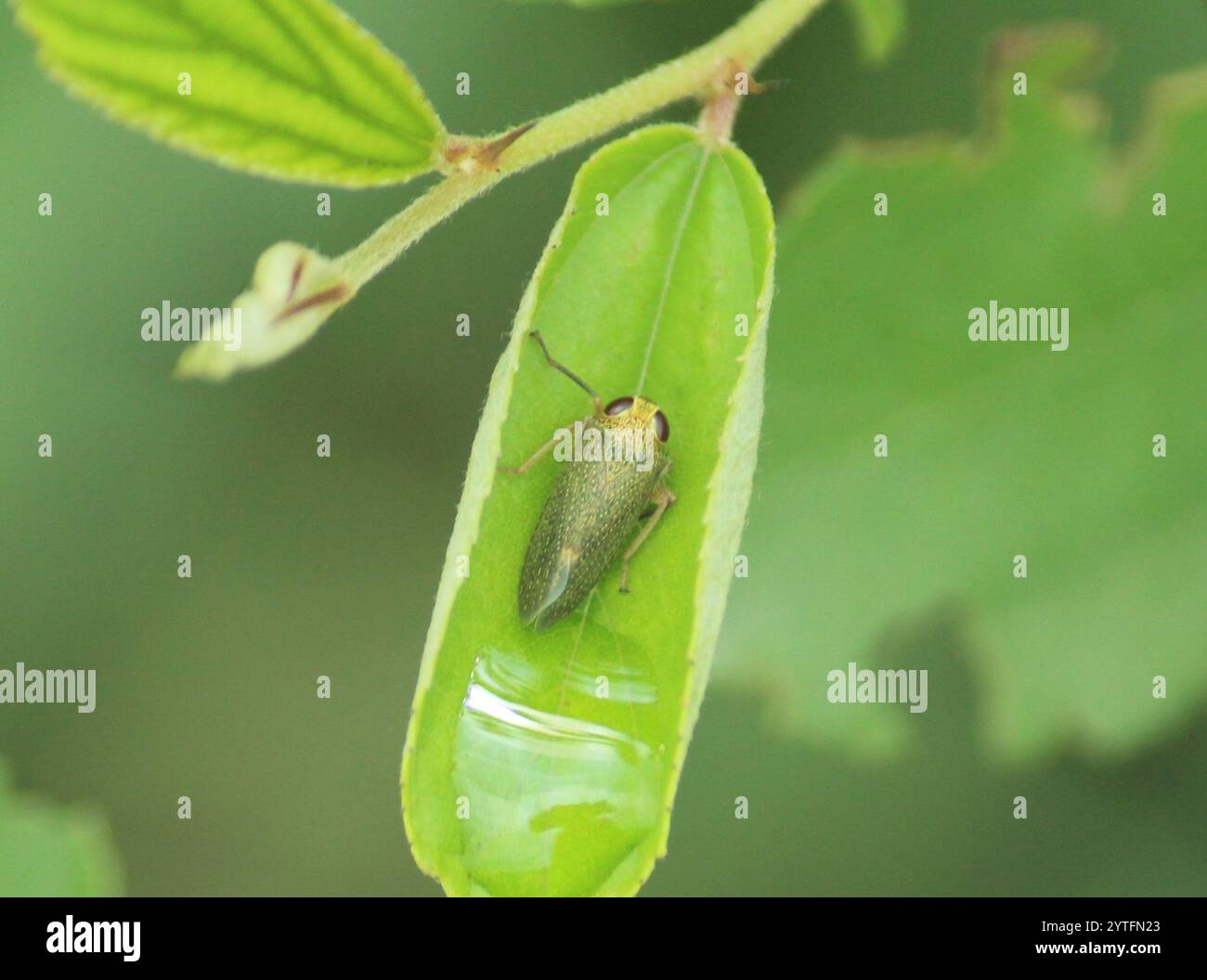 Typical Leafhoppers (Cicadellidae Stock Photo - Alamy