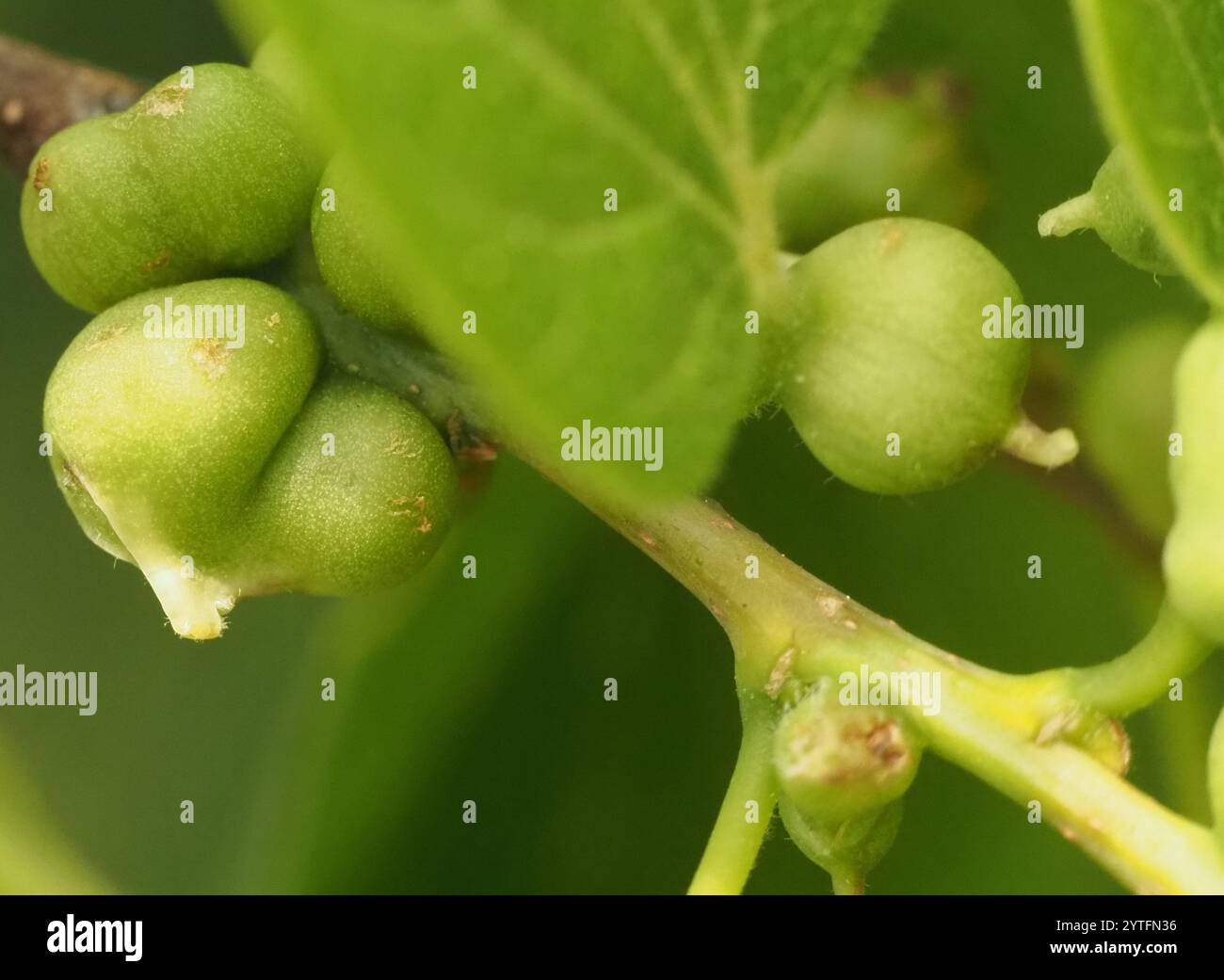 Hackberry Aggregate Gall Midge (Celticecis connata Stock Photo - Alamy