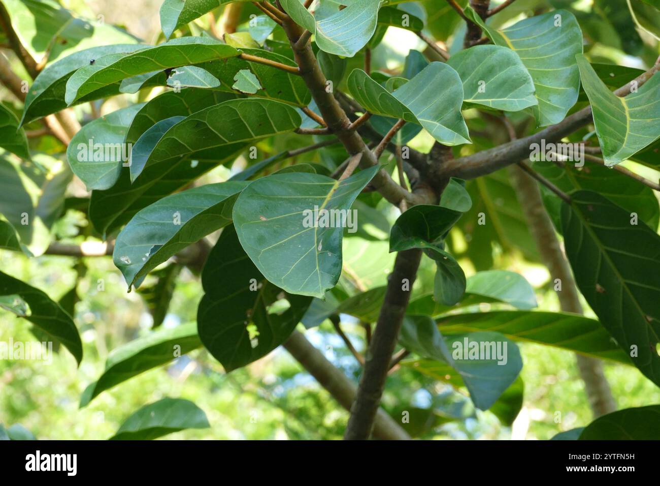 Ficus lutea hi-res stock photography and images - Alamy
