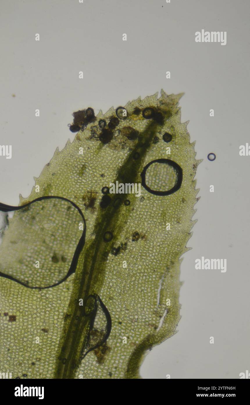 Large Hair Moss (Oligotrichum parallelum Stock Photo - Alamy