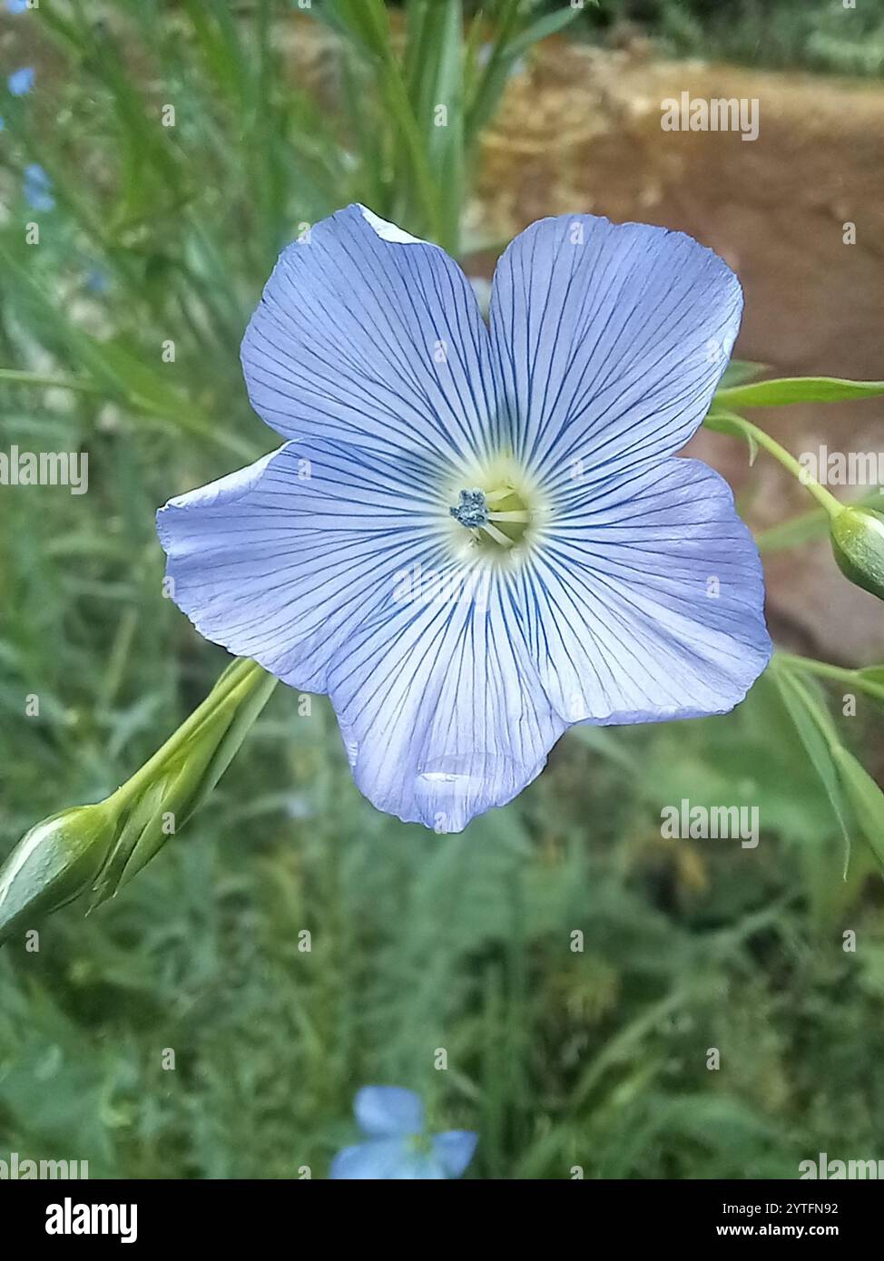 common flax (Linum usitatissimum Stock Photo - Alamy