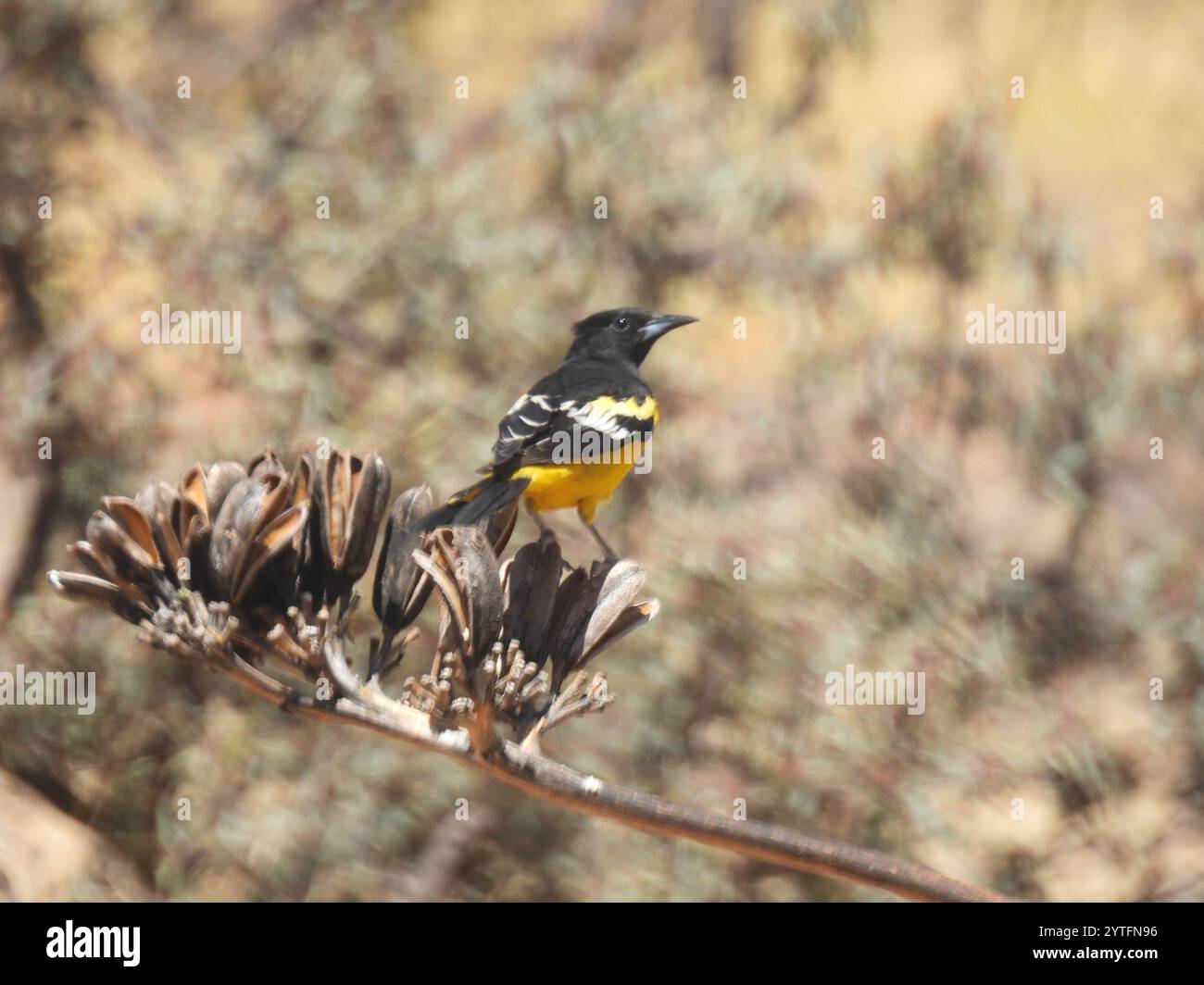 Scott's Oriole (Icterus parisorum Stock Photo - Alamy