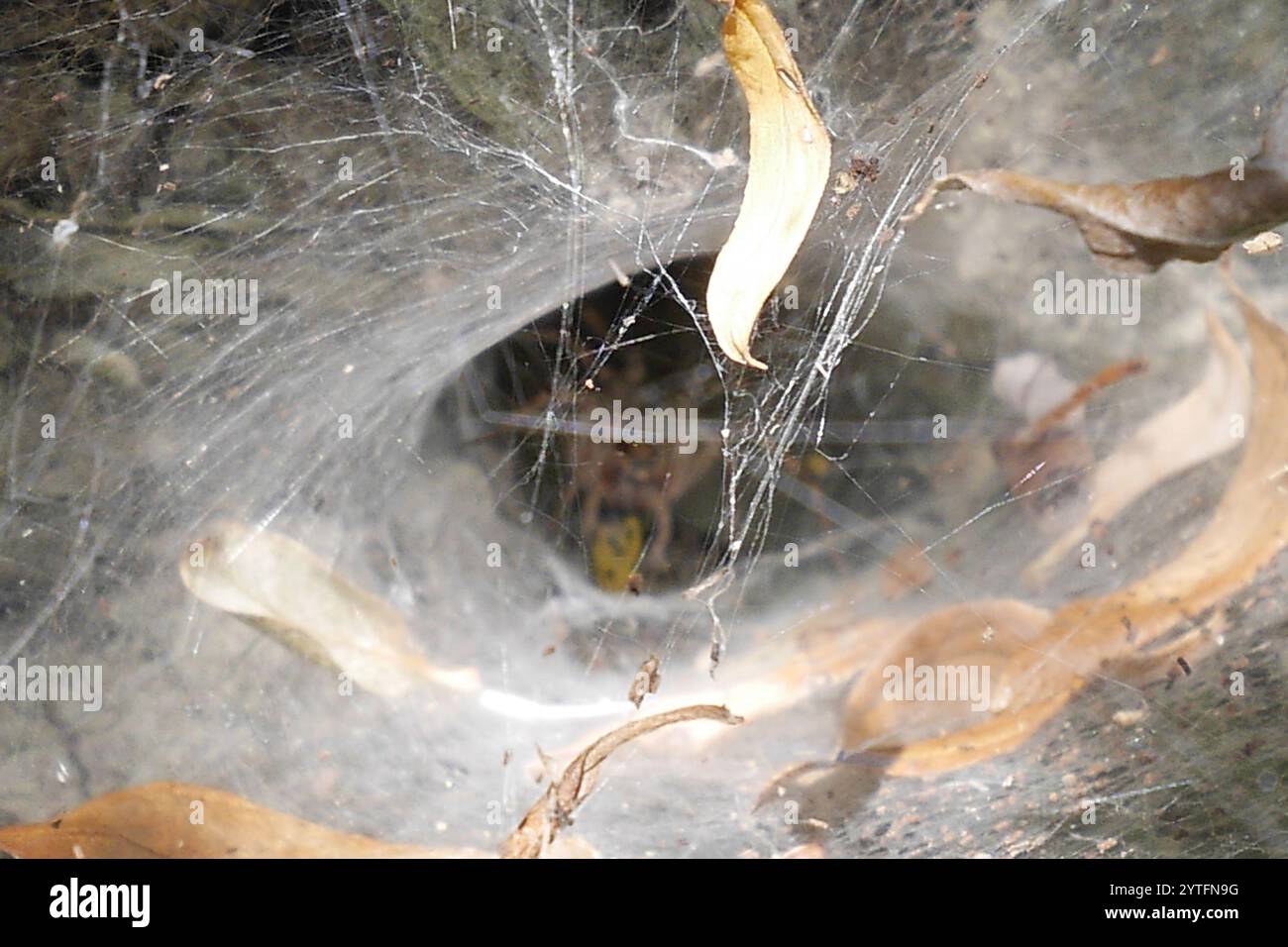 Labyrinth spider (Agelena labyrinthica Stock Photo - Alamy