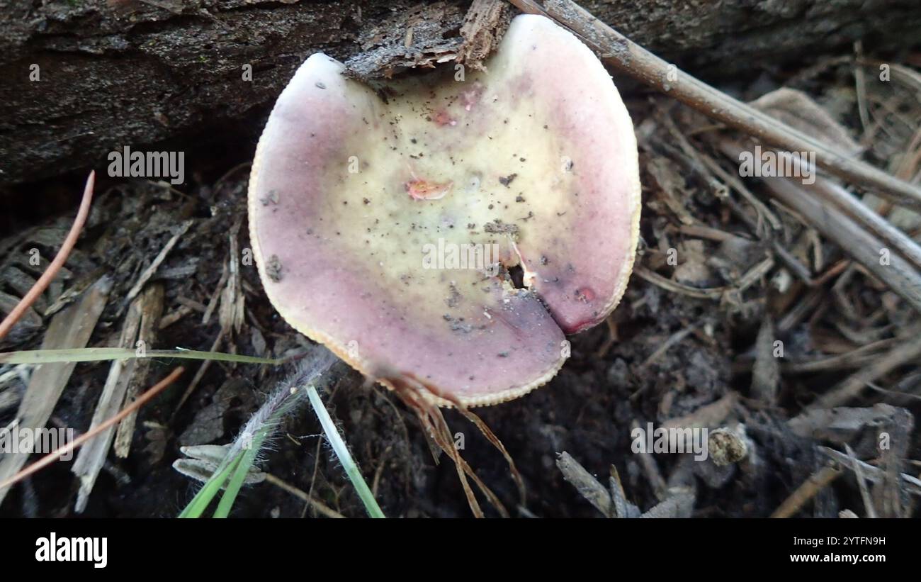 Primrose Brittlegill (Russula sardonia Stock Photo - Alamy