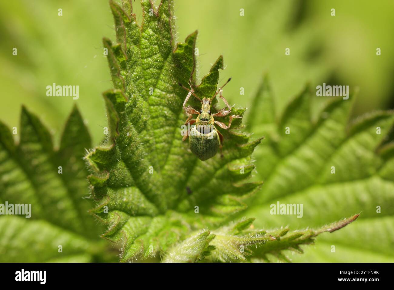 Nettle weevil (Phyllobius pomaceus Stock Photo - Alamy