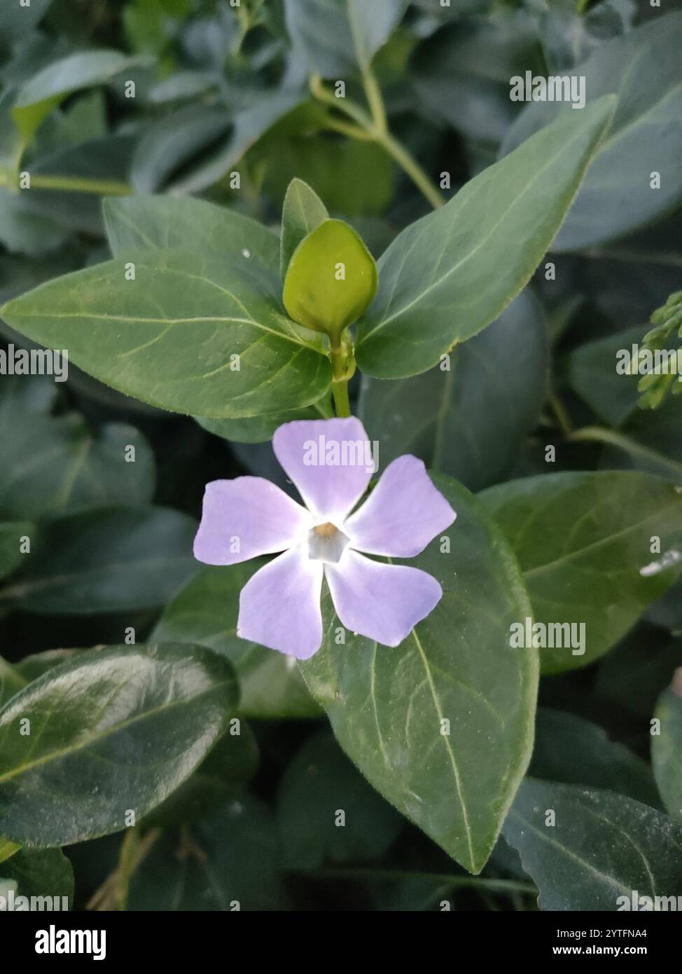 greater periwinkle (Vinca major Stock Photo - Alamy