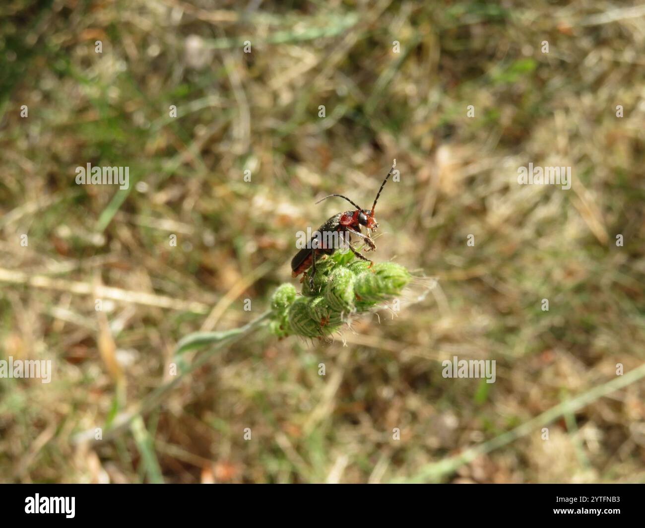 Rustic Sailor Beetle (Cantharis rustica Stock Photo - Alamy