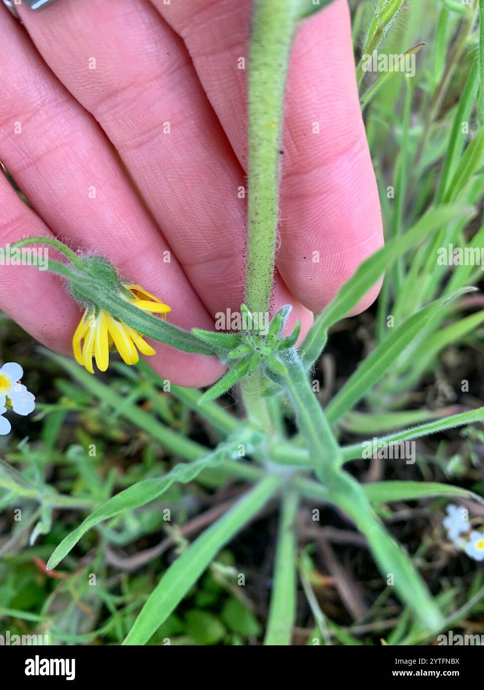 Common Madia (Madia elegans Stock Photo - Alamy