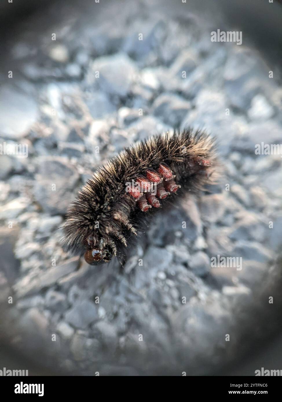 Virginia Ctenucha Moth (Ctenucha virginica Stock Photo - Alamy