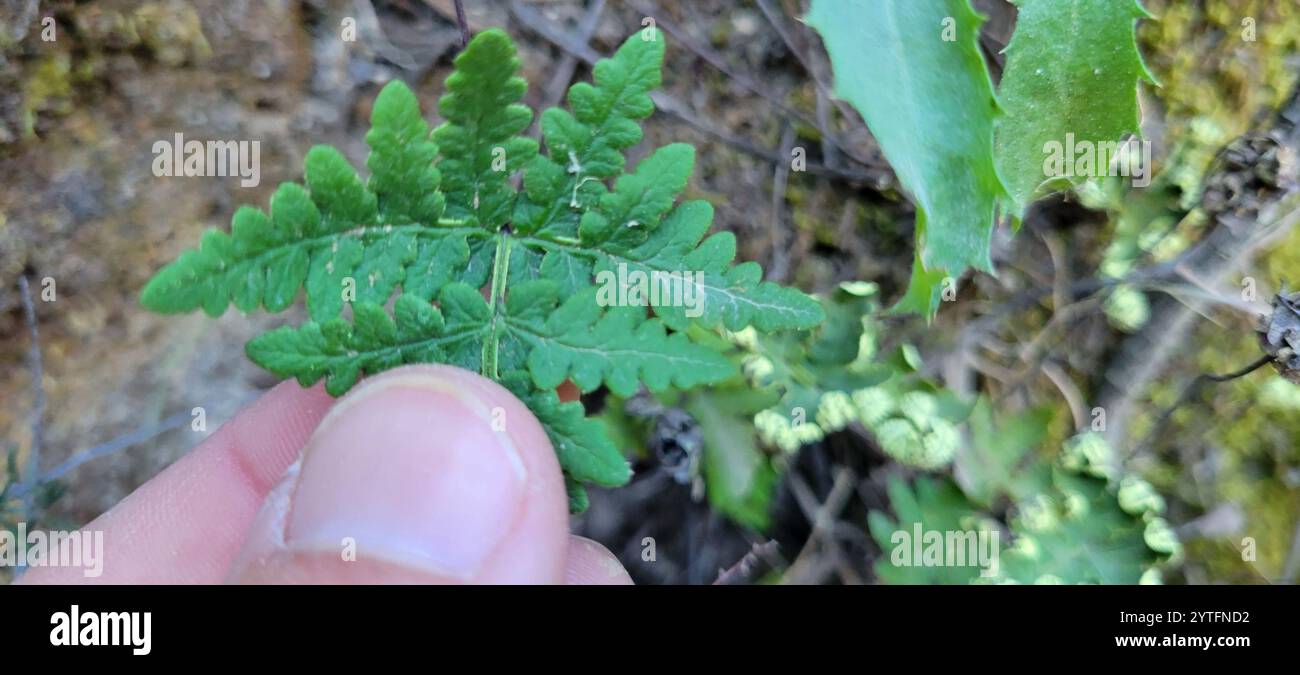 (Pentagramma triangularis triangularis Stock Photo - Alamy