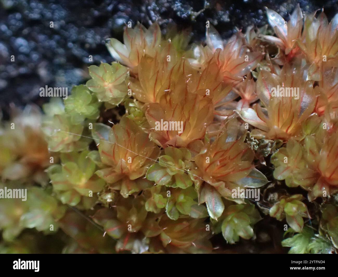 Capillary Thread-moss (Ptychostomum capillare Stock Photo - Alamy
