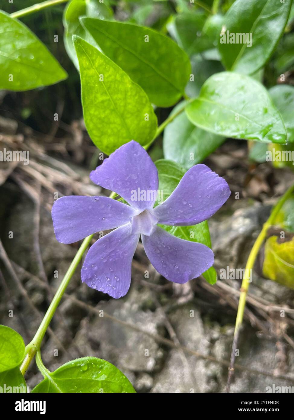 greater periwinkle (Vinca major Stock Photo - Alamy
