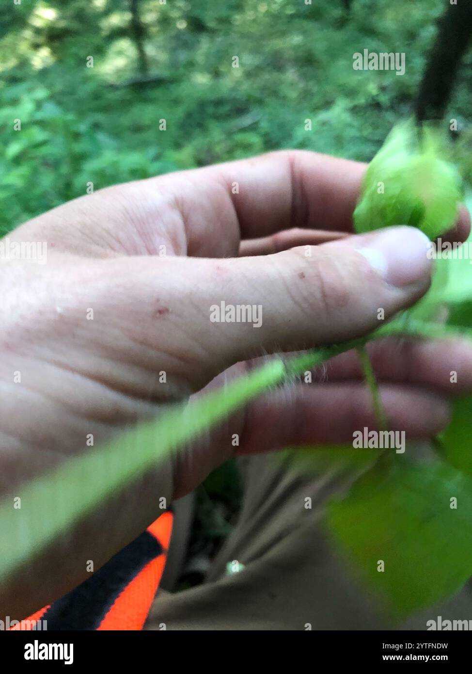 Physalis heterophylla hi-res stock photography and images - Alamy