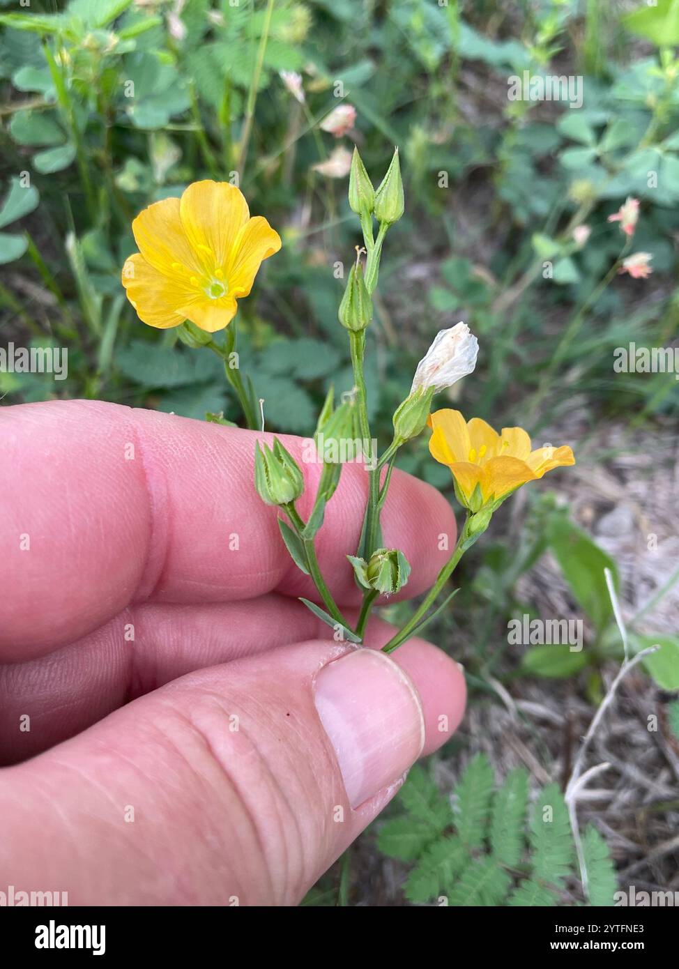 Linum rigidum hi-res stock photography and images - Alamy