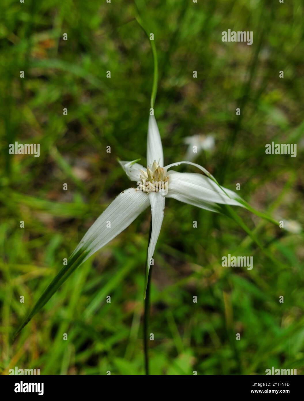 Rhynchospora colorata hi-res stock photography and images - Alamy