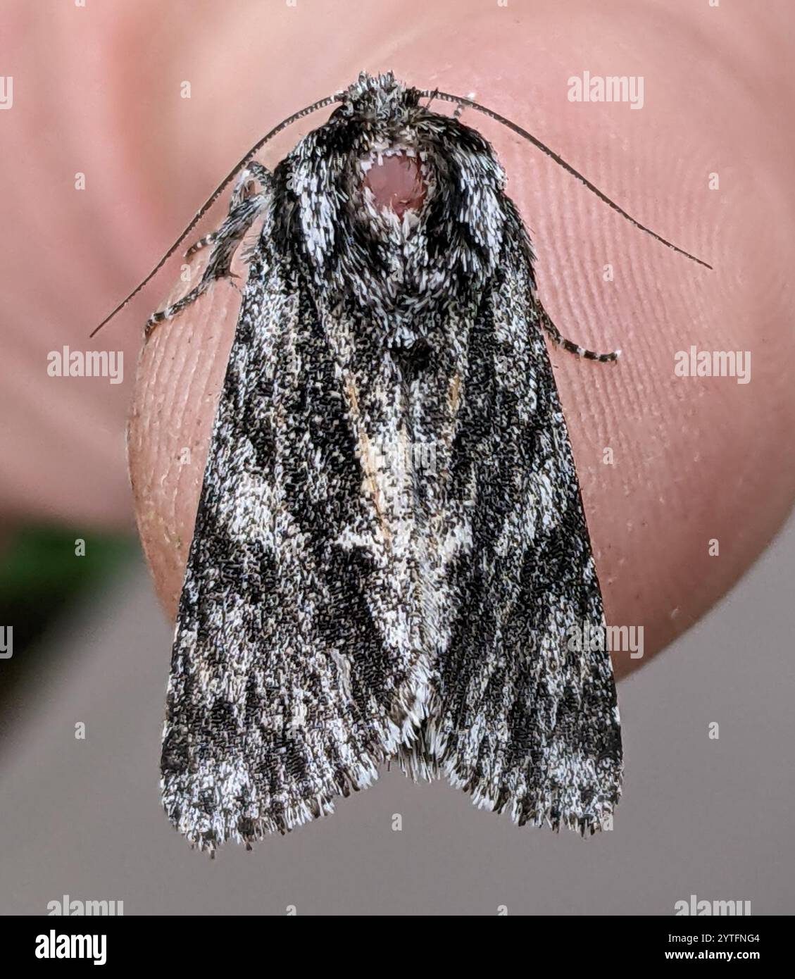 Pacific Dagger (Acronicta perdita Stock Photo - Alamy