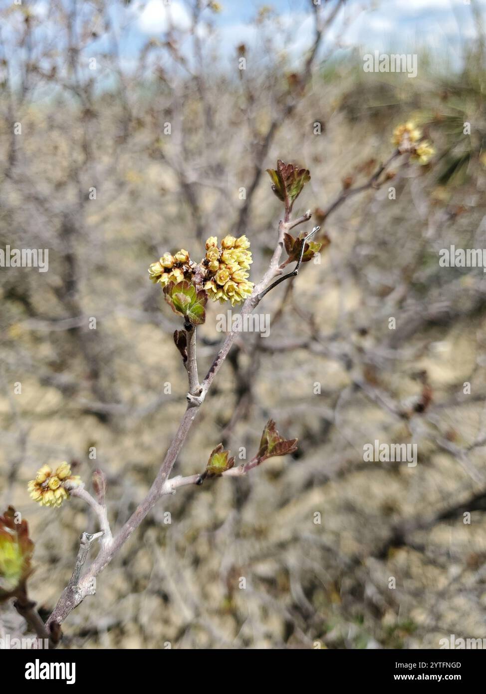 fragrant sumac (Rhus aromatica Stock Photo - Alamy
