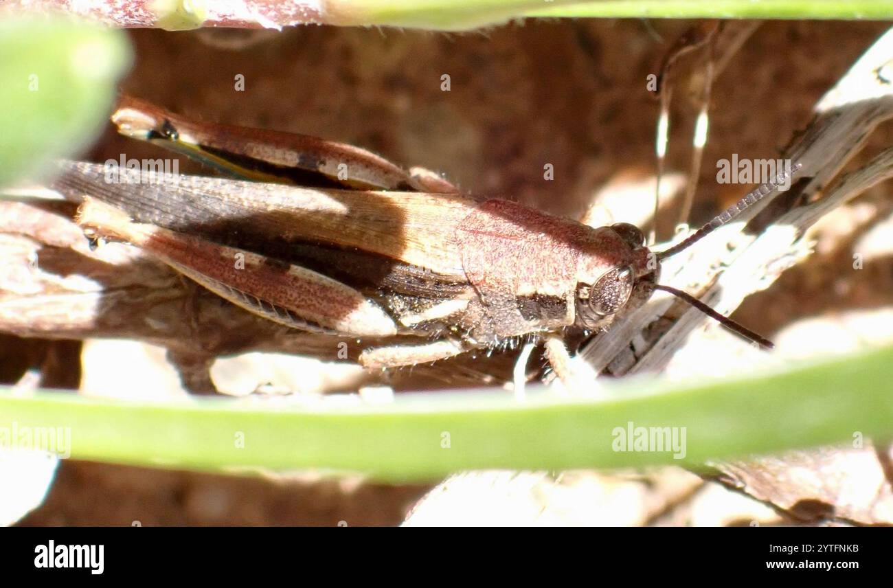 Spur-throated Grasshoppers (Catantops Stock Photo - Alamy