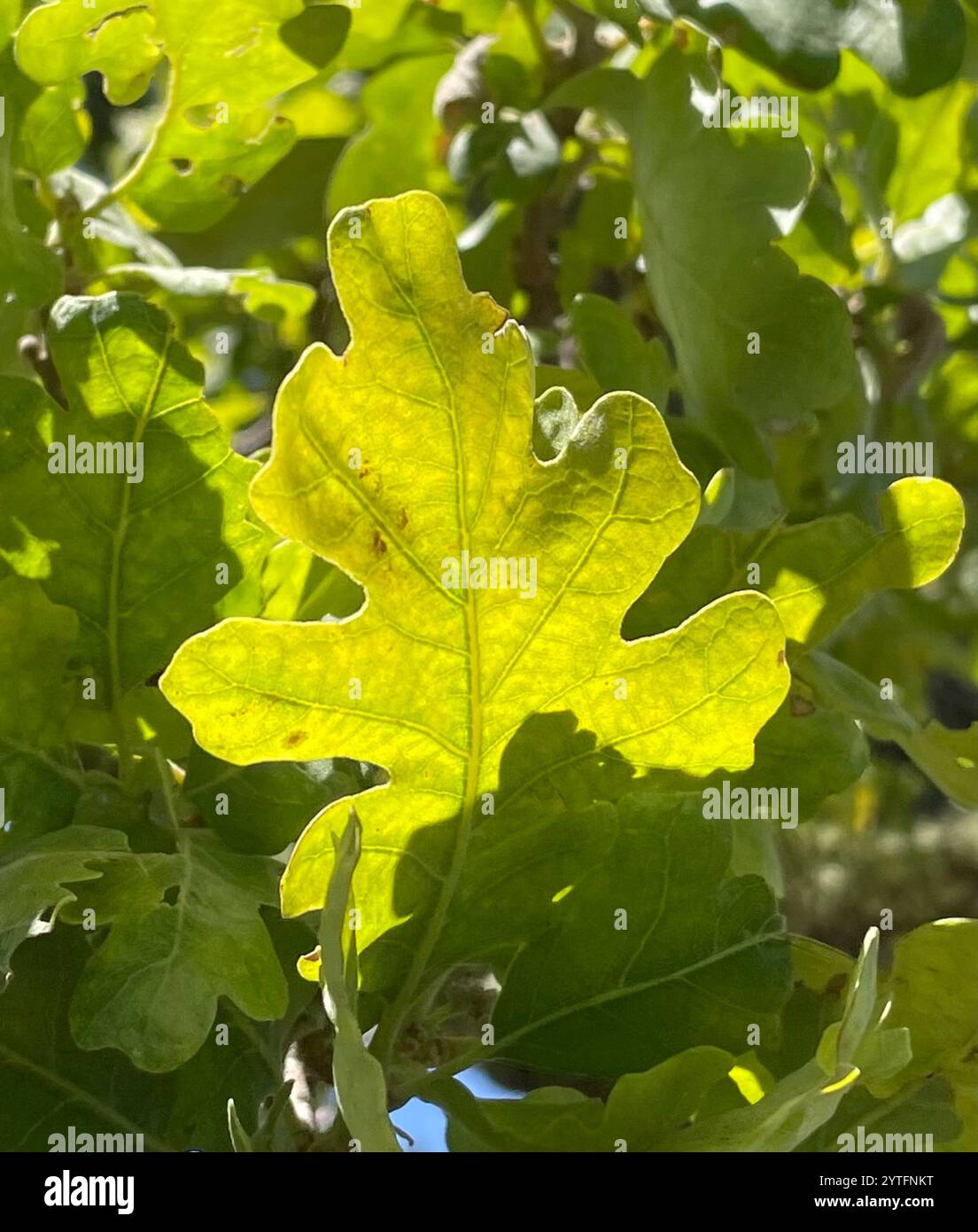 valley oak (Quercus lobata Stock Photo - Alamy