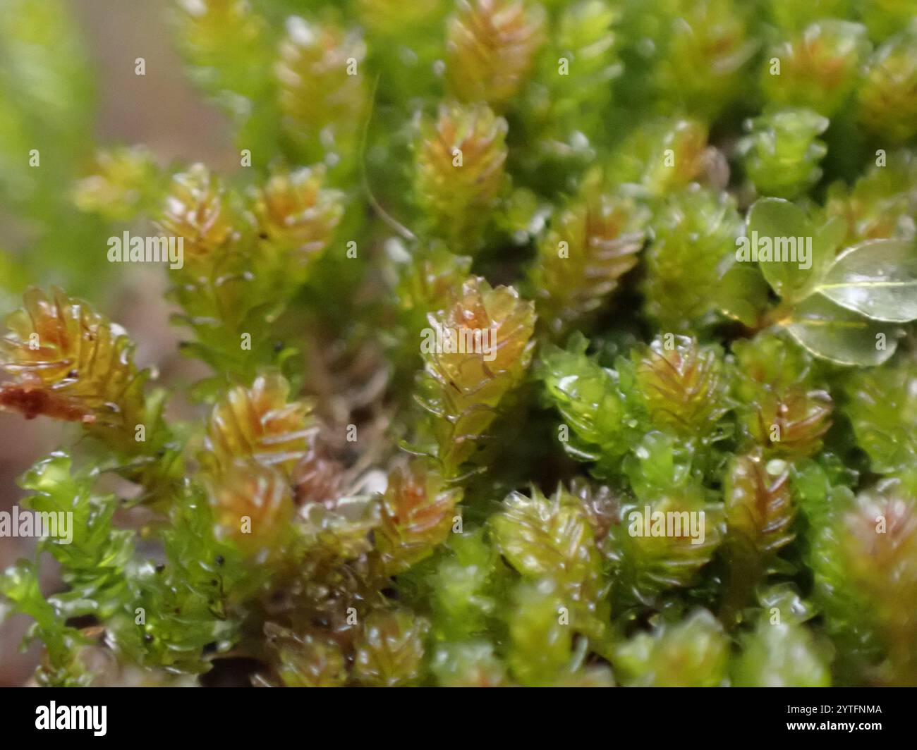 Leafy liverworts hi-res stock photography and images - Alamy
